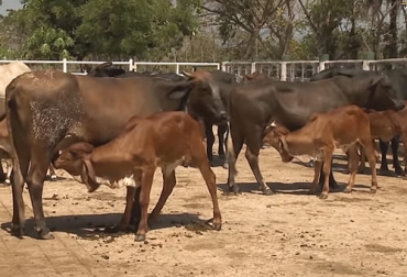 Ganadería le apuesta al cruce de gyr con holstein y ayrshire mejorar ...