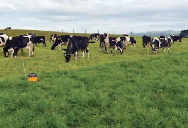 Manejar potreros pequeños en cada finca permite eficiencia y ...