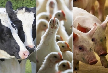 Conozca los retos y tendencias de la producción animal | CONtexto ganadero