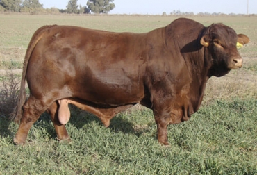 Cruce de angus por brahman, alianza ganadora para la carne en el ...