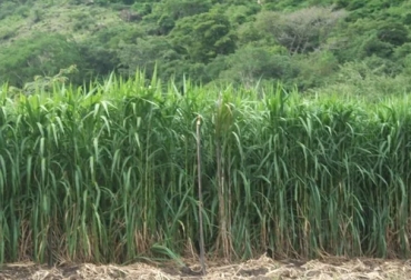 ¿Qué le pasa a su pasto de corte luego de ser cortado? | CONtexto ganadero