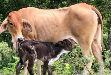 11 procedimientos que se deben aplicar al ternero recién nacido ...