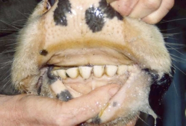 Cronología dentaria de los bovinos | CONtexto ganadero