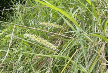 Pasto taiwán en sistemas de pastoreo | CONtexto ganadero