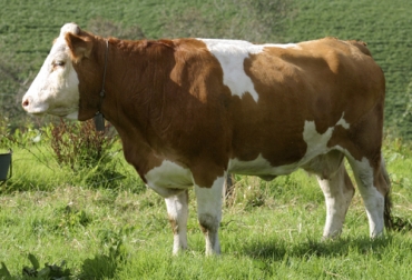 Requerimientos nutricionales para vacas de doble propósito | CONtexto ...