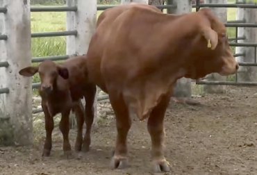 Beefmaster por absorción, clave para tener animales adaptados al ...