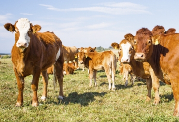 Los animales que no tienen miedo son más productivos | CONtexto ganadero