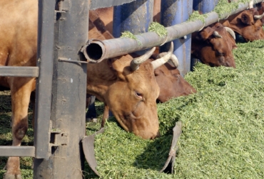 Aspectos claves en la monetización desde la cría al engorde | CONtexto ...