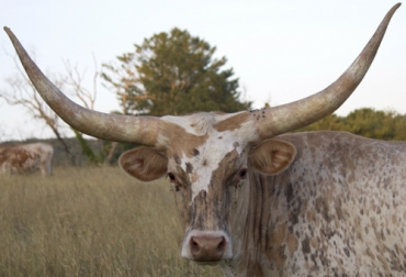 Detalles sobre la anatomía de los cuernos de los bovinos | CONtexto ...