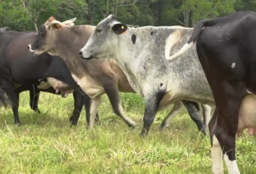 El biotipo, un factor del programa de mejoramiento genético | CONtexto ganadero