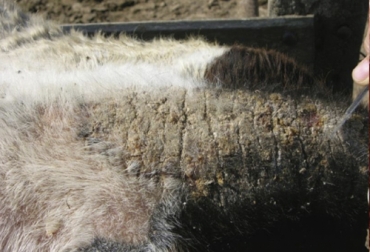 ¿Cómo prevenir y tratar la sarna psoróptica bovina? | CONtexto ganadero