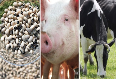 Grano de caupí, ¿sustituto rentable en dieta de porcinos y bovinos ...