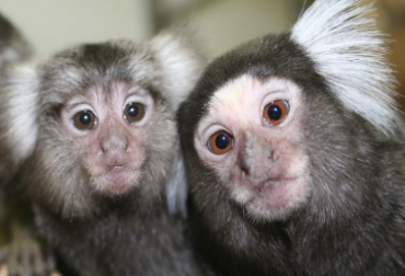 Otorgan premio británico a la protección de monos en Colombia ...