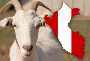 Colombia exportó 29 cabras productoras de leche al Perú | CONtexto ...