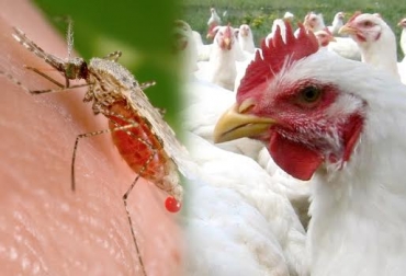 El olor a pollo aleja al mosquito que transmite la malaria | CONtexto ...