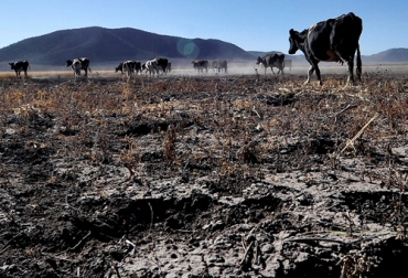 En Europa productores descartan ganado debido la sequía | CONtexto ganadero