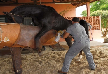 Colombia podrá importar semen equino desde Portugal | CONtexto ganadero