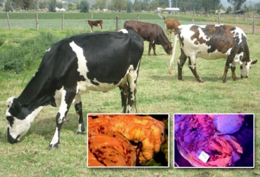 Alta prevalencia de leucosis en el hato bovino de Colombia | CONtexto ...