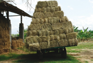 CONtexto ganadero | Noticias sobre ganadería y agricultura en Colombia
